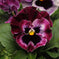 Pansy Seeds - Frizzle Sizzle Raspberry | Flower Seeds in Packets & Bulk ...