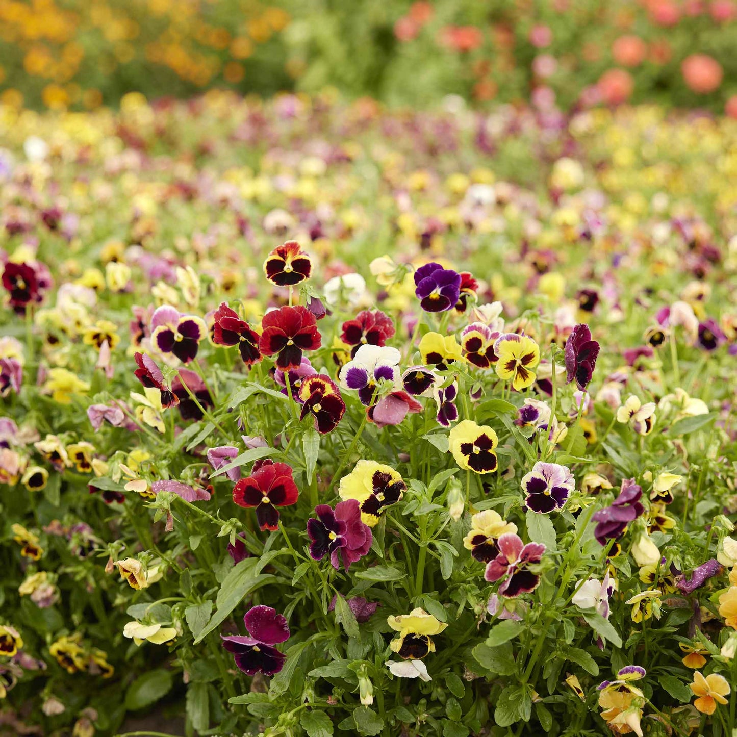 Pansy Seeds - Mix | Flower Seeds in Packets & Bulk | Eden Brothers
