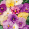 Pansy Seeds - Pastel Mix | Flower Seeds in Packets & Bulk | Eden Brothers