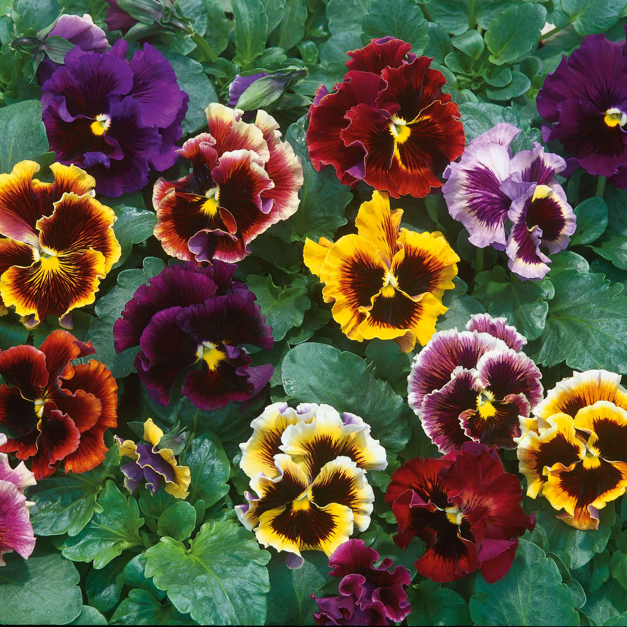 Pansy Seeds - Rococo Mix | Flower Seeds in Packets & Bulk | Eden Brothers