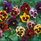 Pansy Seeds - Rococo Mix | Flower Seeds in Packets & Bulk | Eden Brothers