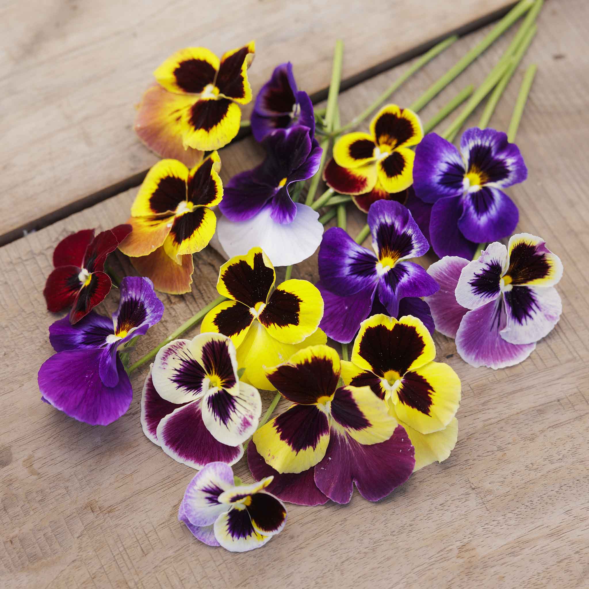 Pansy Seeds - Mix | Flower Seeds in Packets & Bulk | Eden Brothers