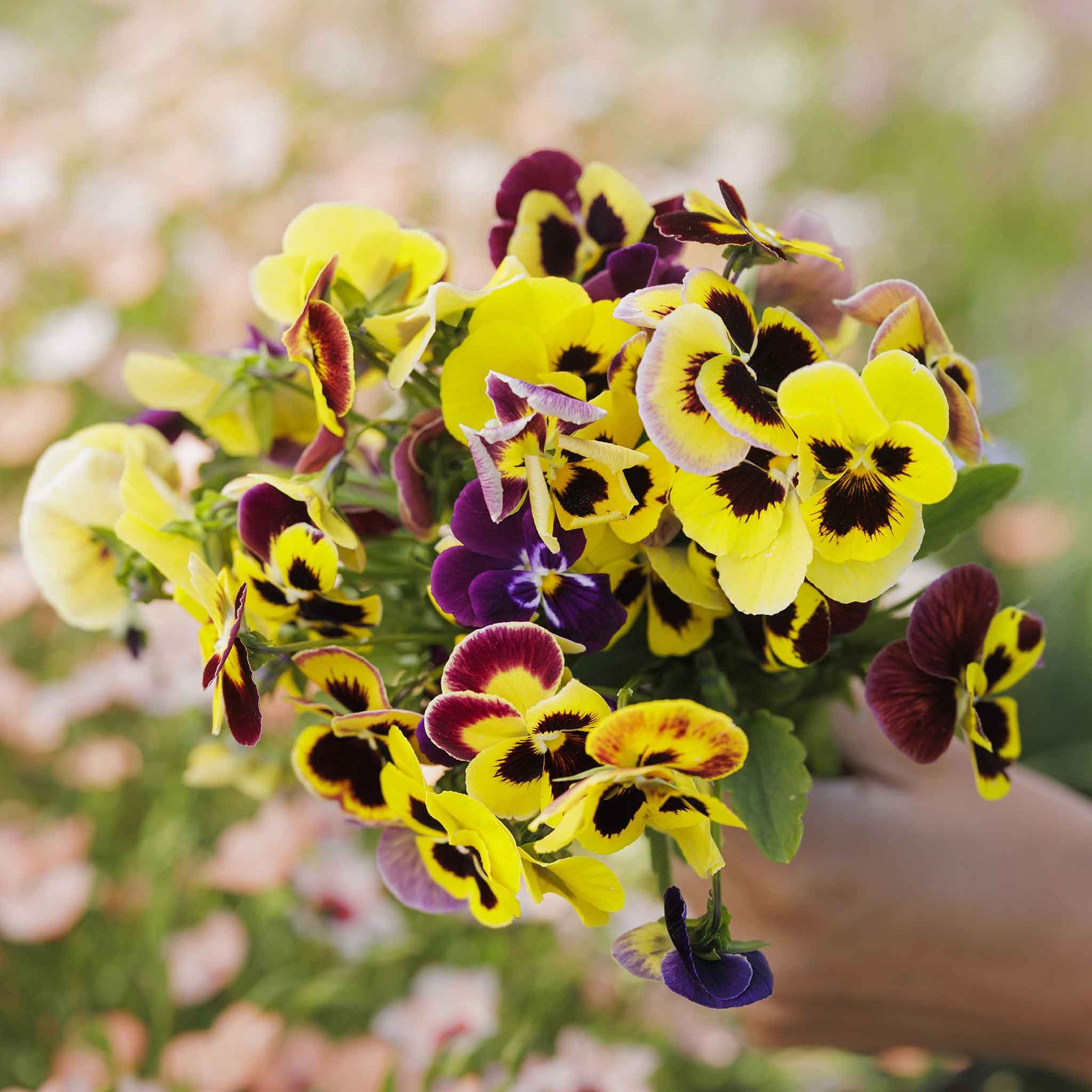 Pansy Seeds - Mix | Flower Seeds in Packets & Bulk | Eden Brothers