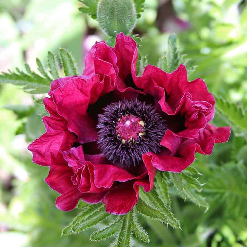Papaver orientale - Harlem | Spring Flower Bulbs | Eden Brothers