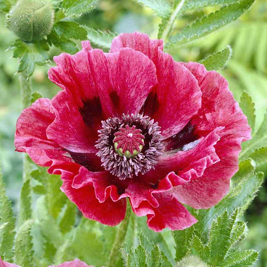 Papaver orientale - Harlem | Spring Flower Bulbs | Eden Brothers