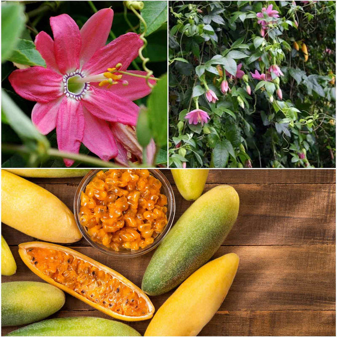 Passiflora Seeds - Banana Passion Fruit | Flower Seeds | Eden Brothers