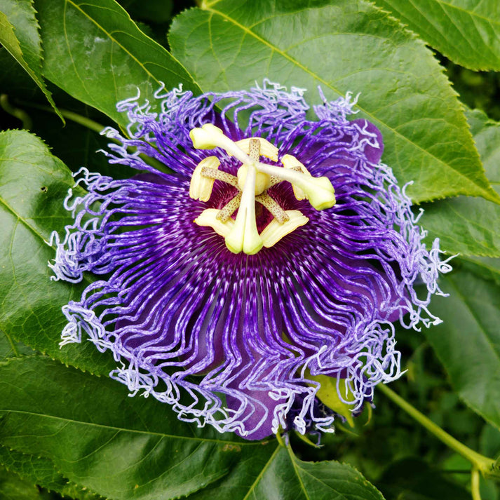 Passiflora Seeds - Purple Passion Flower | Flower Seeds in Packets ...