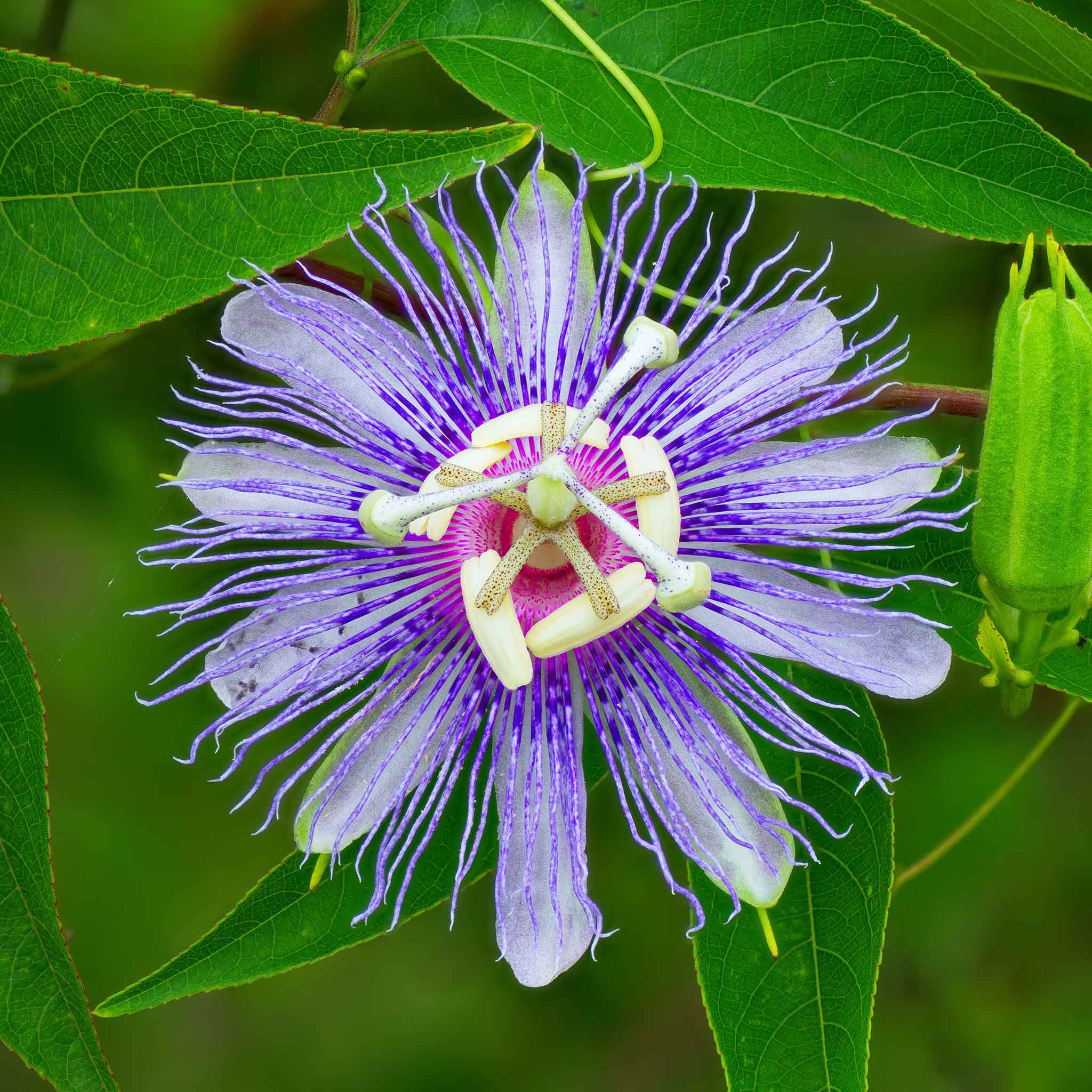 Passiflora Seeds - Purple Passion Flower | Flower Seeds in Packets ...