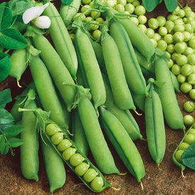 Pea Seeds | Shop 20 Varieties | Eden Brothers – Page 2