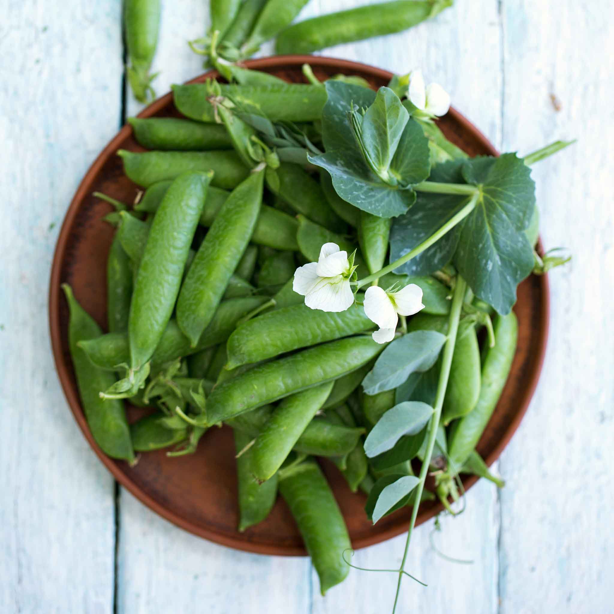 Organic Pea Seeds - Sugar Daddy | Vegetable Seeds in Packets & Bulk ...