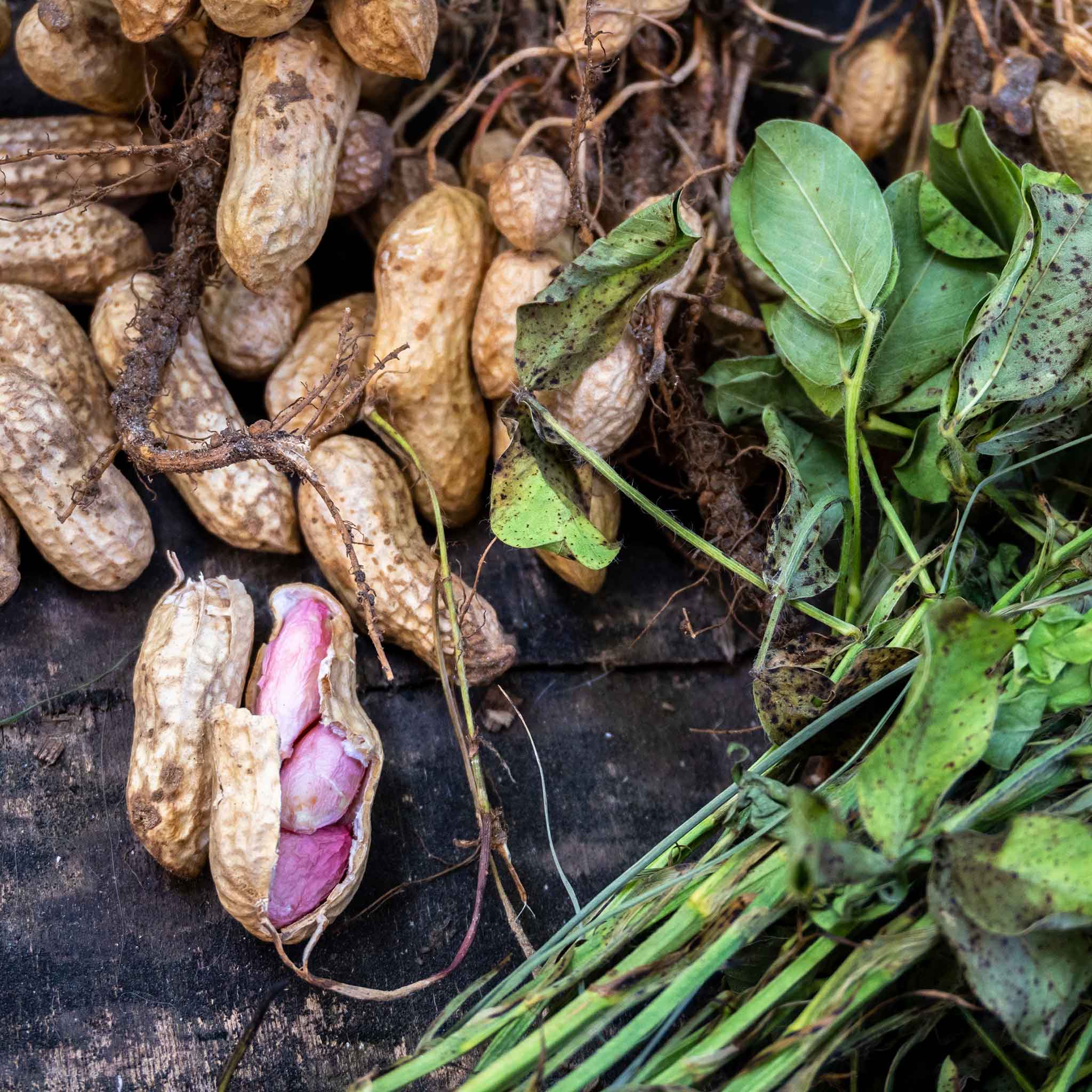 Peanut Seeds | Flower Seeds in Packets & Bulk | Eden Brothers