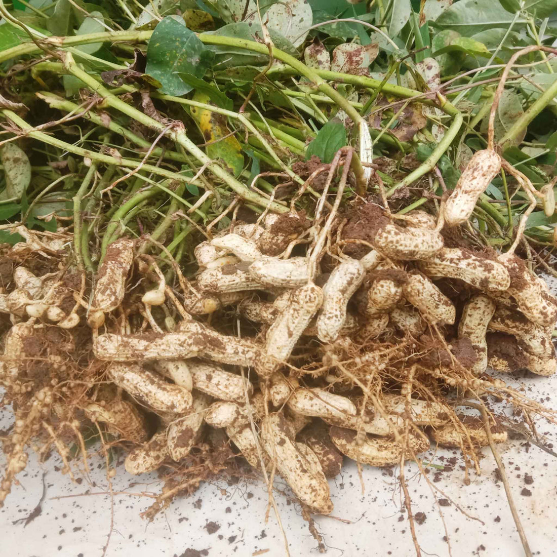 Peanut Seeds | Flower Seeds in Packets & Bulk | Eden Brothers