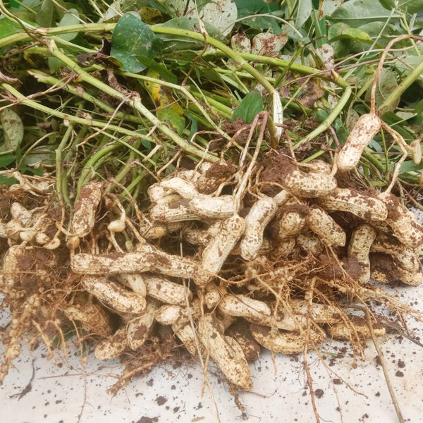 Peanut Seeds | Flower Seeds in Packets & Bulk | Eden Brothers