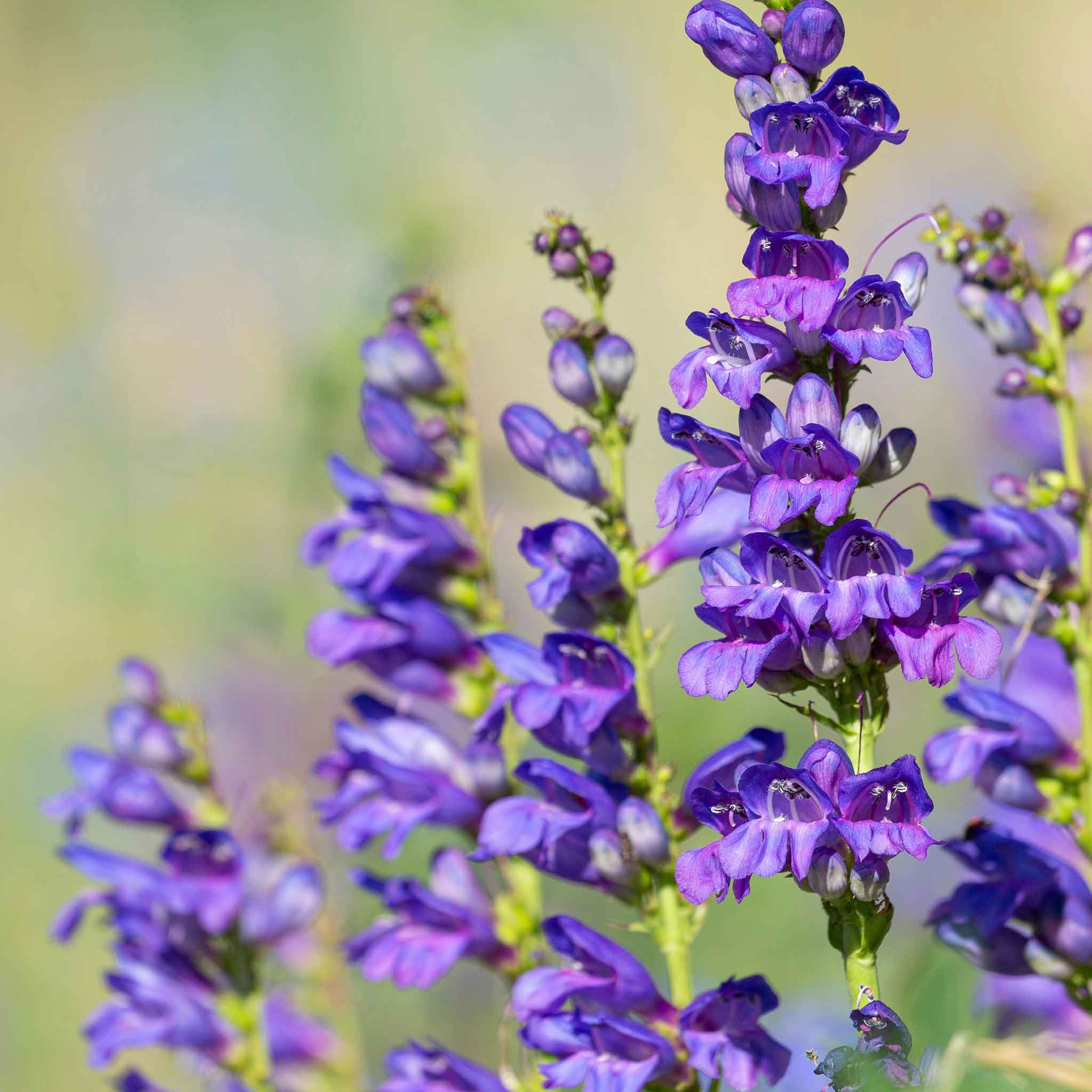 Rocky Mountain Penstemon Seeds | Flower Seeds in Packets & Bulk | Eden ...