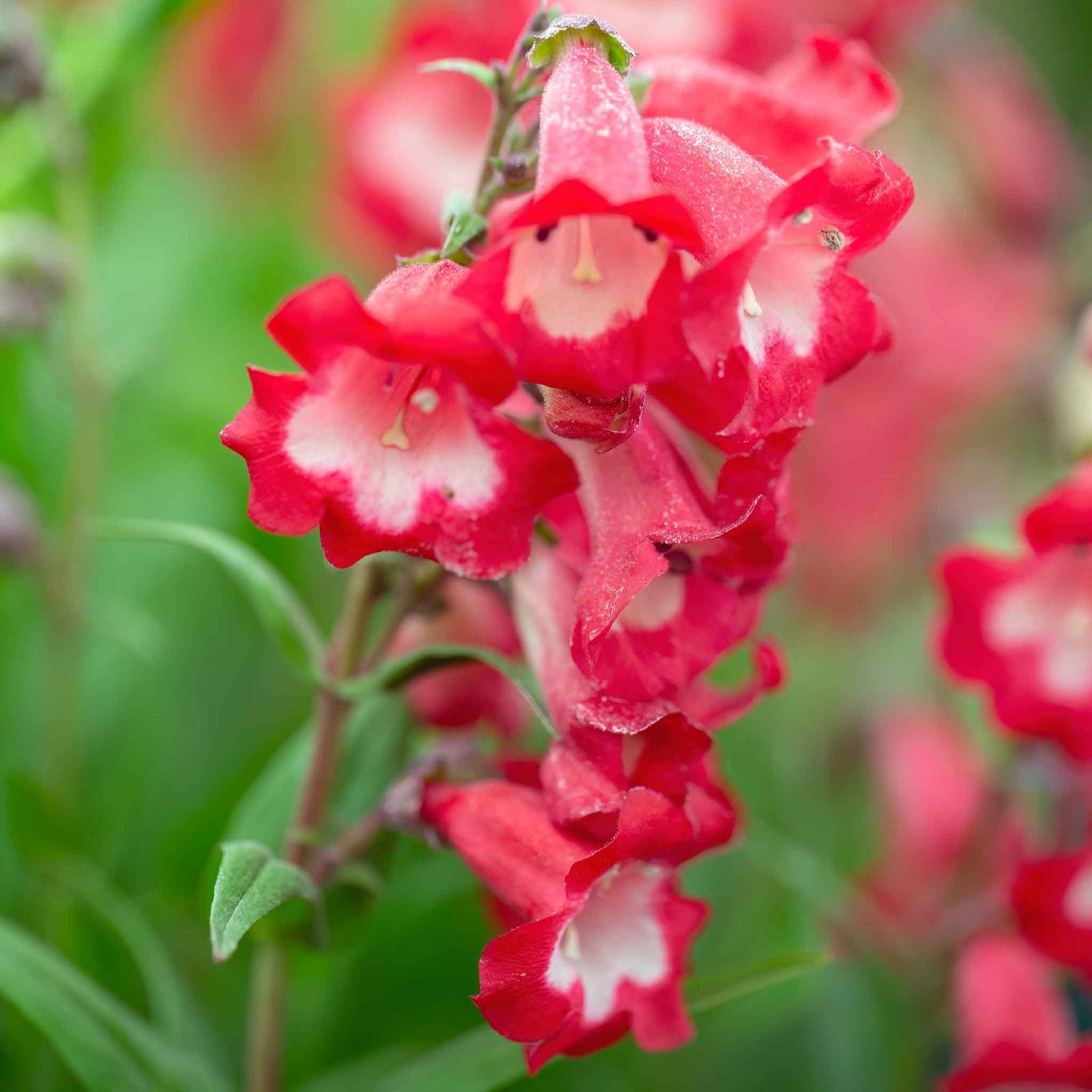 Penstemon Seeds - Sensation Mix | Flower Seeds in Packets & Bulk | Eden ...