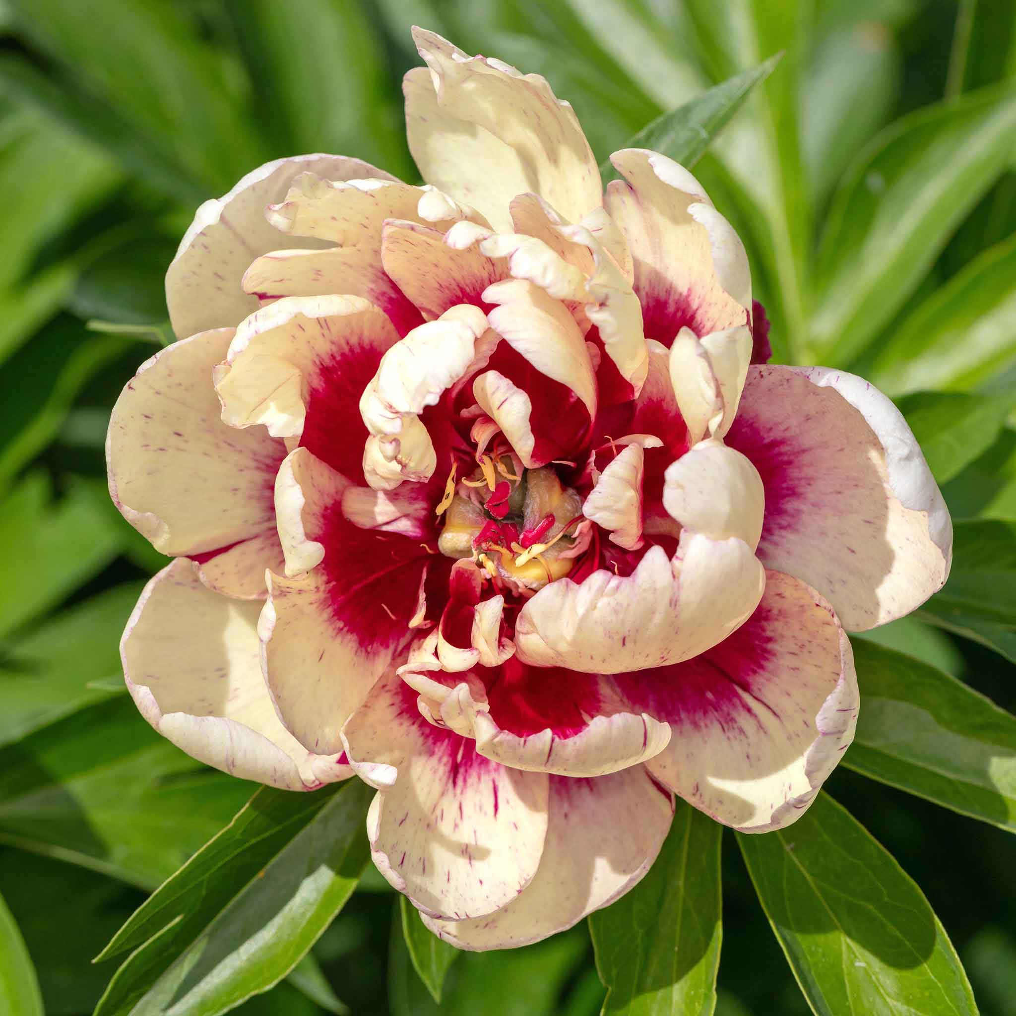 Itoh Peony Bulbs - Itoh All That Jazz | Flower Bulbs | Eden Brothers
