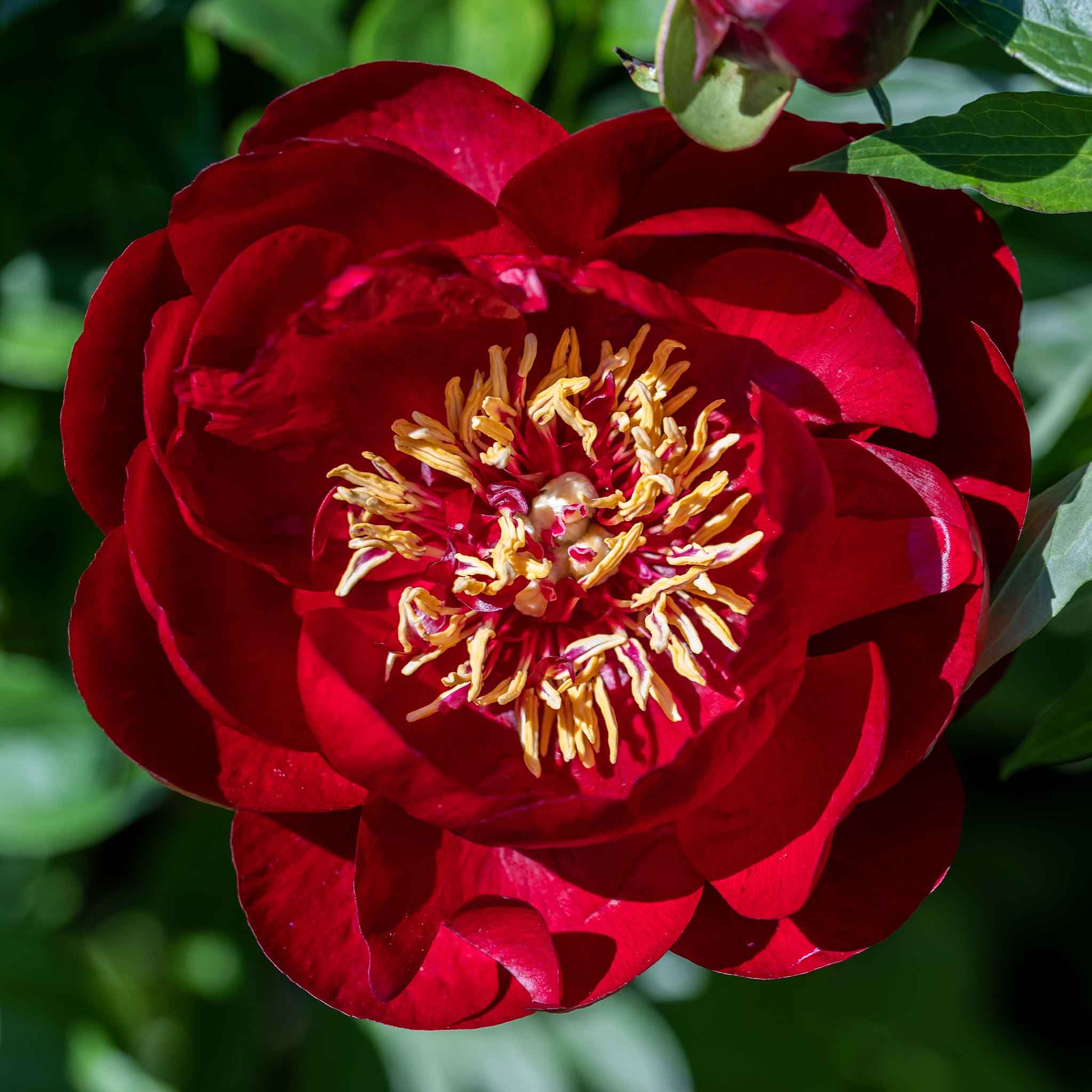 Peony Bulbs - Buckeye Belle | Flower Bulbs | Eden Brothers
