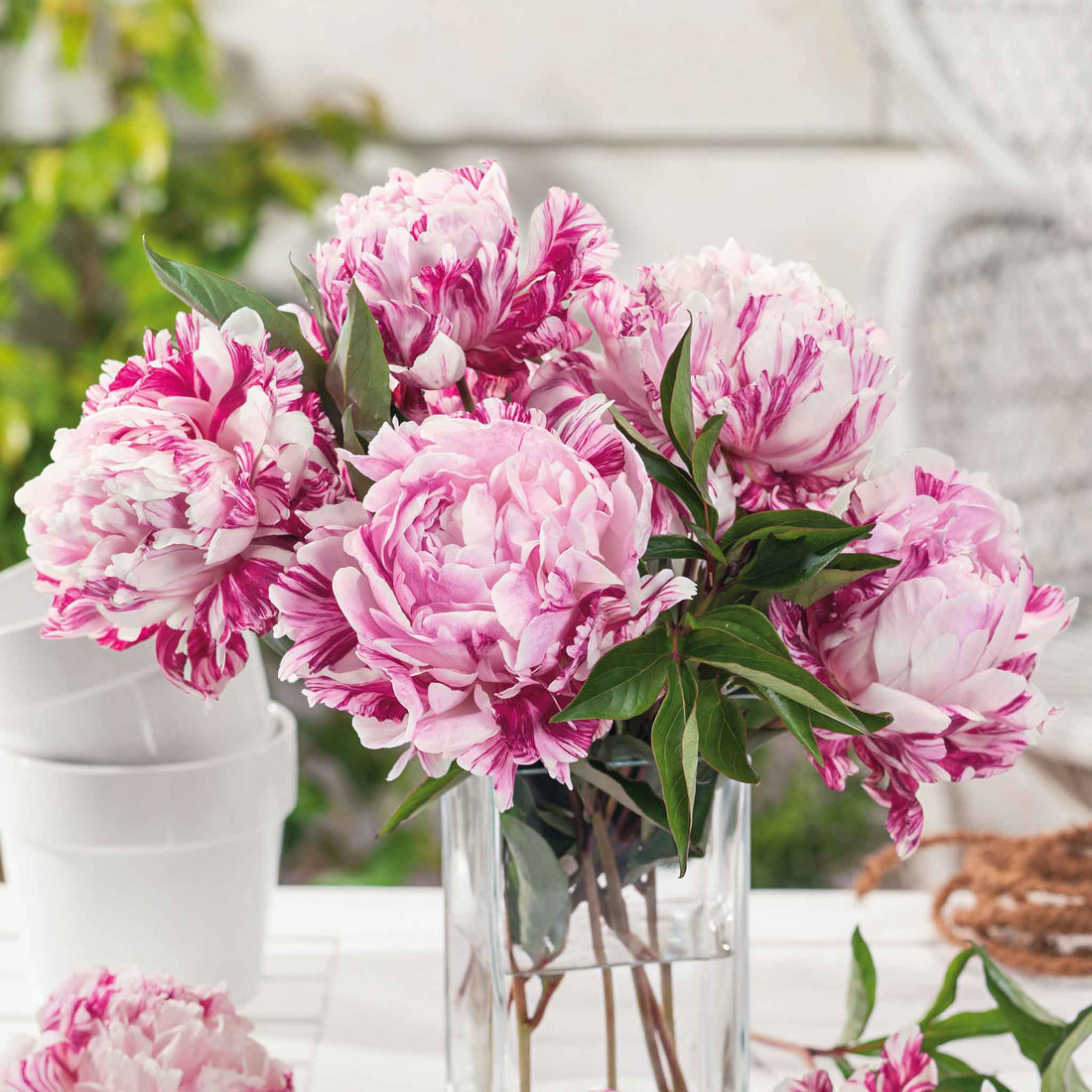 Peony Bulbs - Candy Stripe | Flower Bulbs | Eden Brothers