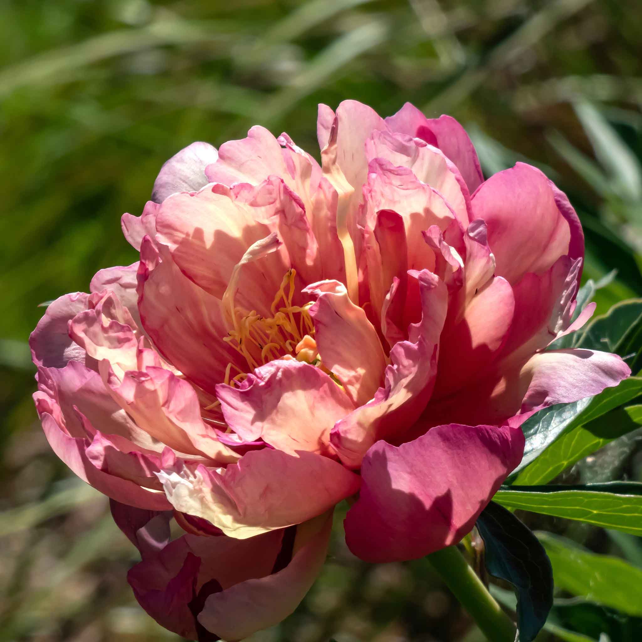 Itoh Peony Roots - Julia Rose | Flower Bulbs | Eden Brothers