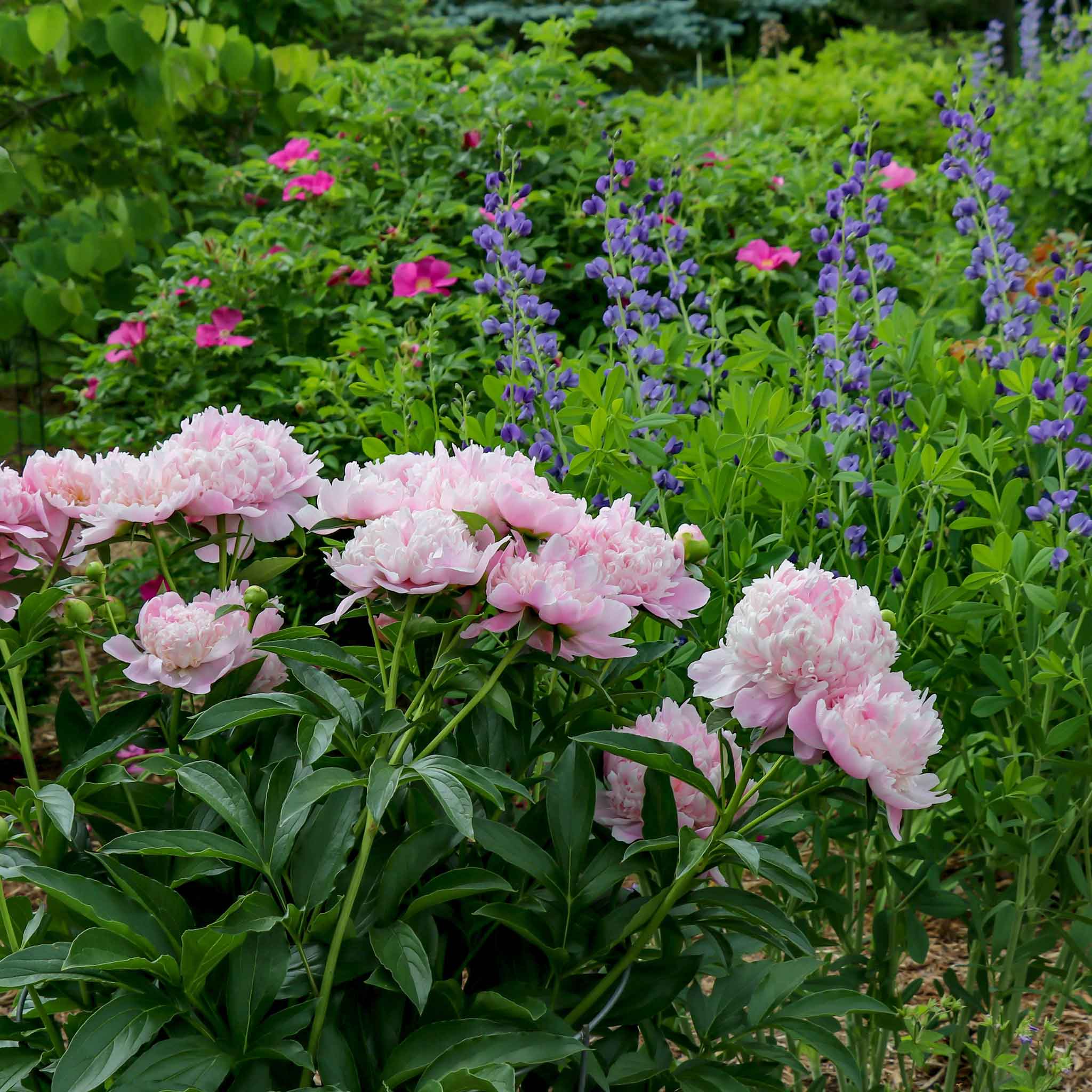 Peony Bulbs - Sarah Bernhardt Jumbo | Flower Bulbs | Eden Brothers