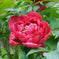 Peony Bulbs - Red Sarah Bernhardt | Flower Bulbs | Eden Brothers