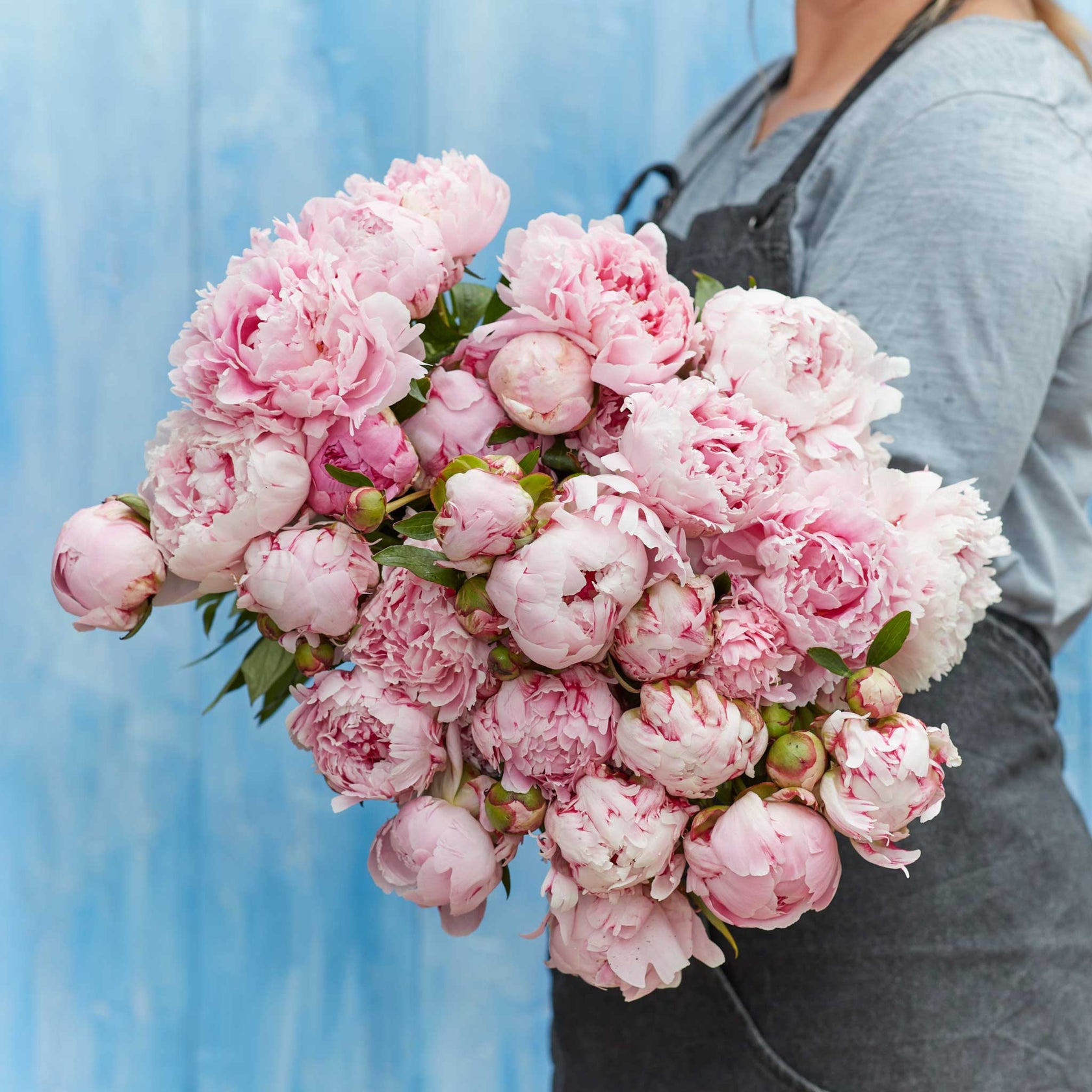 Peony Bulbs - Sarah Bernhardt | Flower Bulbs | Eden Brothers