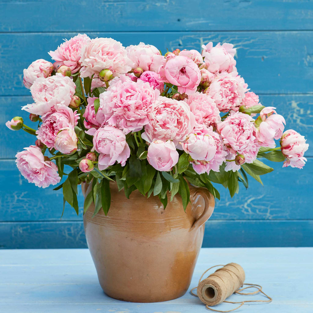 Peony Bulbs - Sarah Bernhardt | Flower Bulbs | Eden Brothers