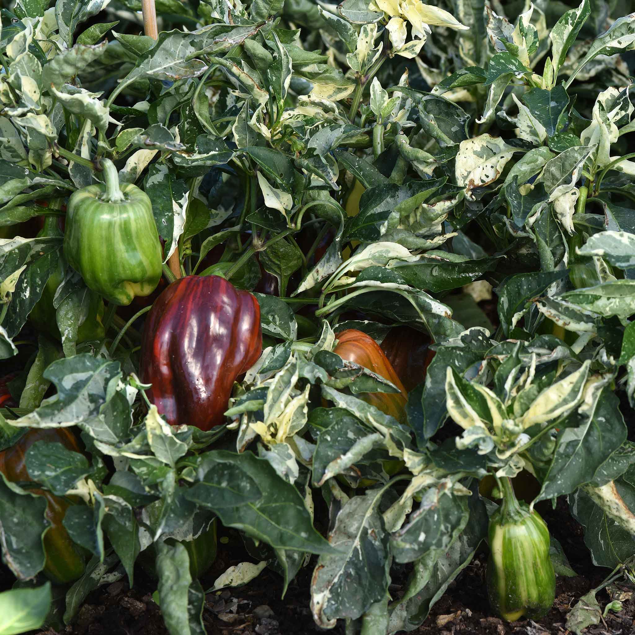 Sweet Pepper Seeds - Candy Cane Chocolate Cherry | Vegetable Seeds in Packets & Bulk | Eden Brothers