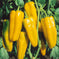 Sweet Pepper Seeds - Golden Marconi | Vegetable Seeds in Packets & Bulk ...