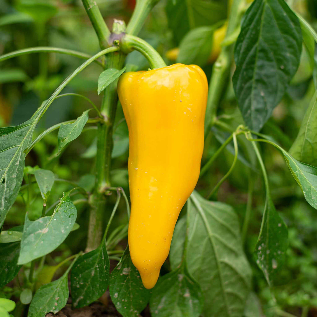 Sweet Pepper Seeds - Golden Marconi | Vegetable Seeds in Packets & Bulk ...