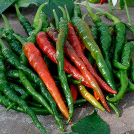 Pepper Seeds - Hot | Shop 44 Varieties | Eden Brothers