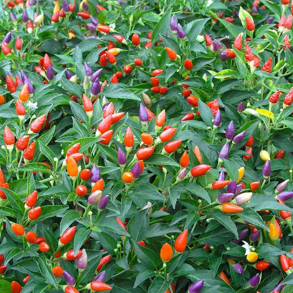 Ornamental Pepper Seeds - Mix | Flower Seeds in Packets & Bulk | Eden ...