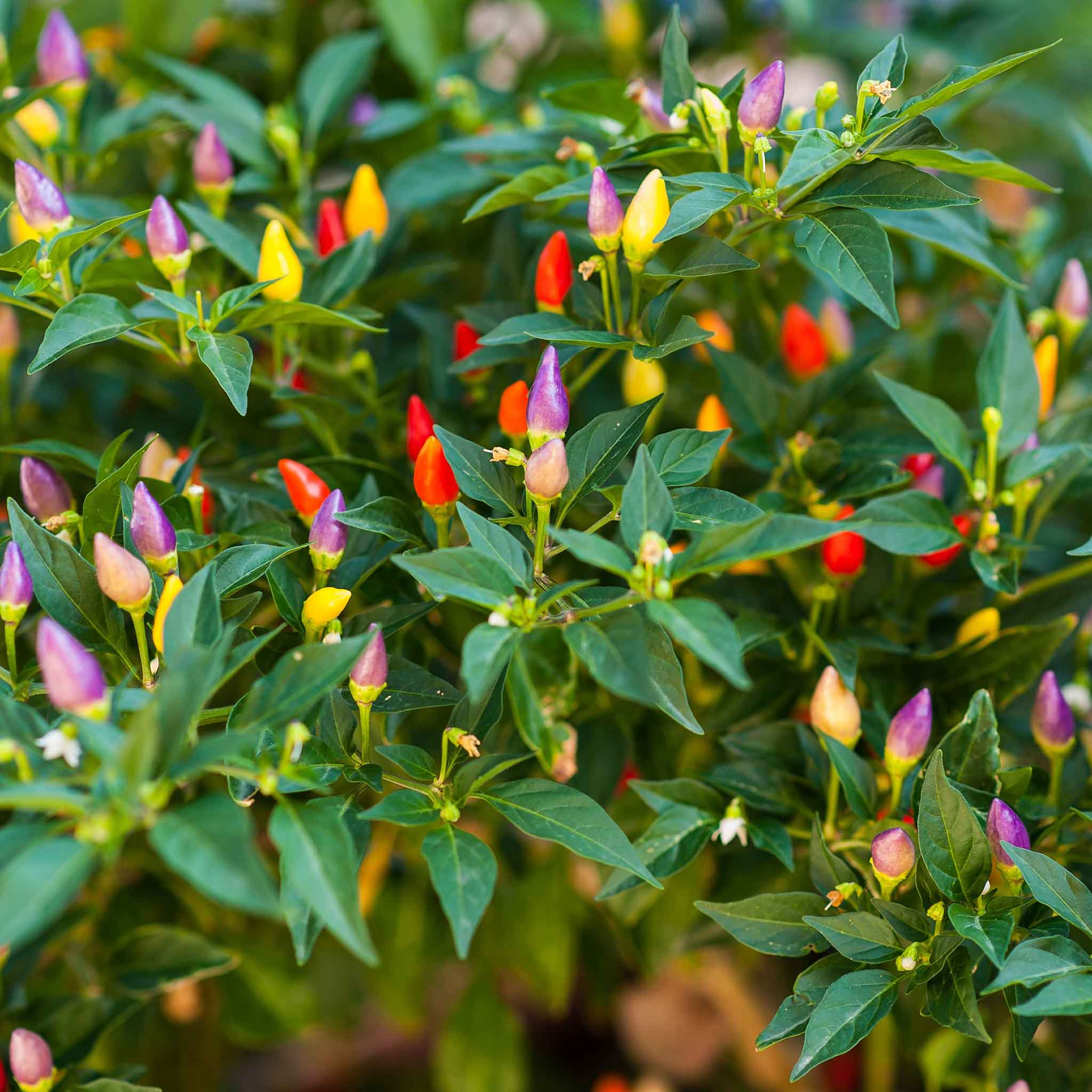 Ornamental Pepper Seeds - Mix | Flower Seeds in Packets & Bulk | Eden ...
