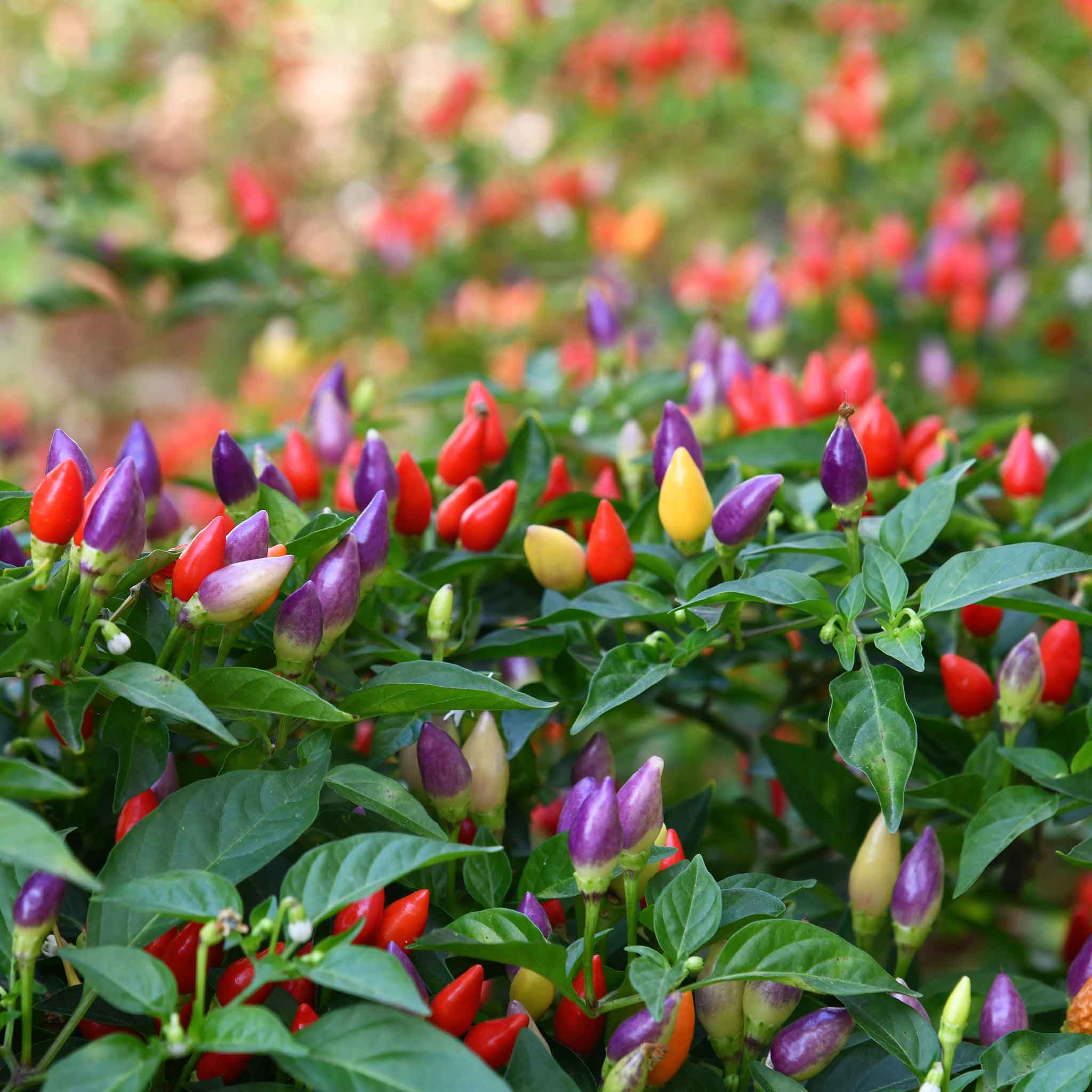 Ornamental Pepper Seeds - Mix | Flower Seeds in Packets & Bulk | Eden ...