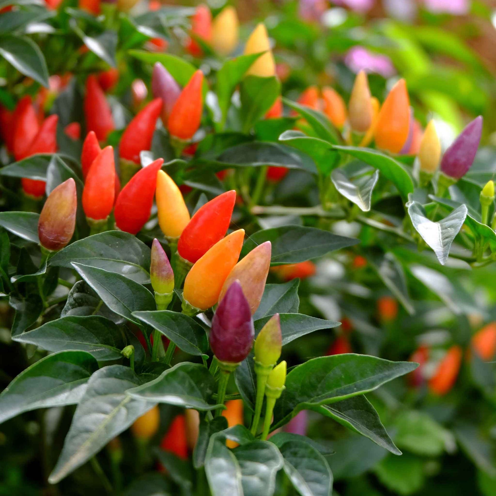 Ornamental Pepper Seeds - Mix | Flower Seeds in Packets & Bulk | Eden ...