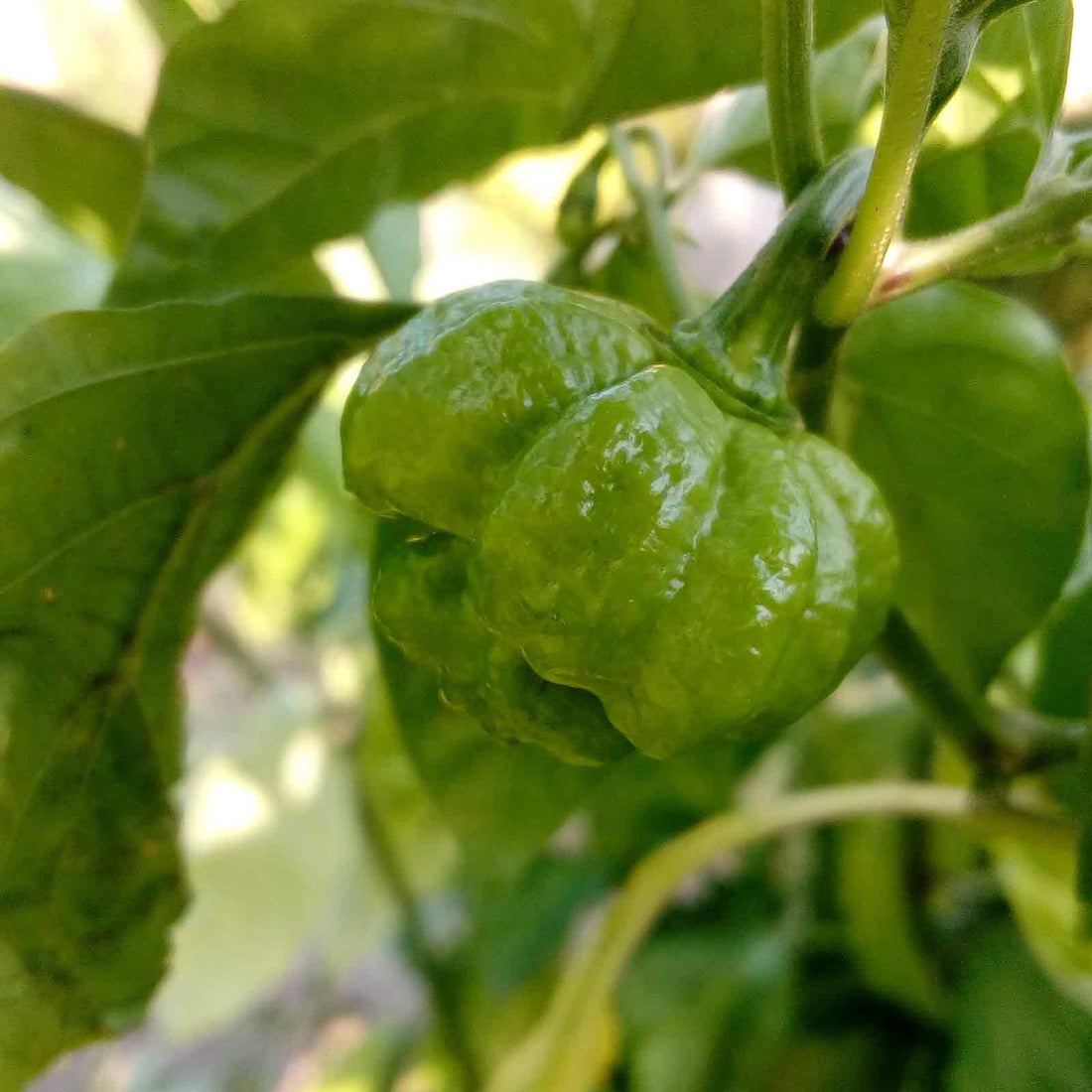 Hot Pepper Seeds - Trinidad Scorpion | Vegetable Seeds in Packets ...