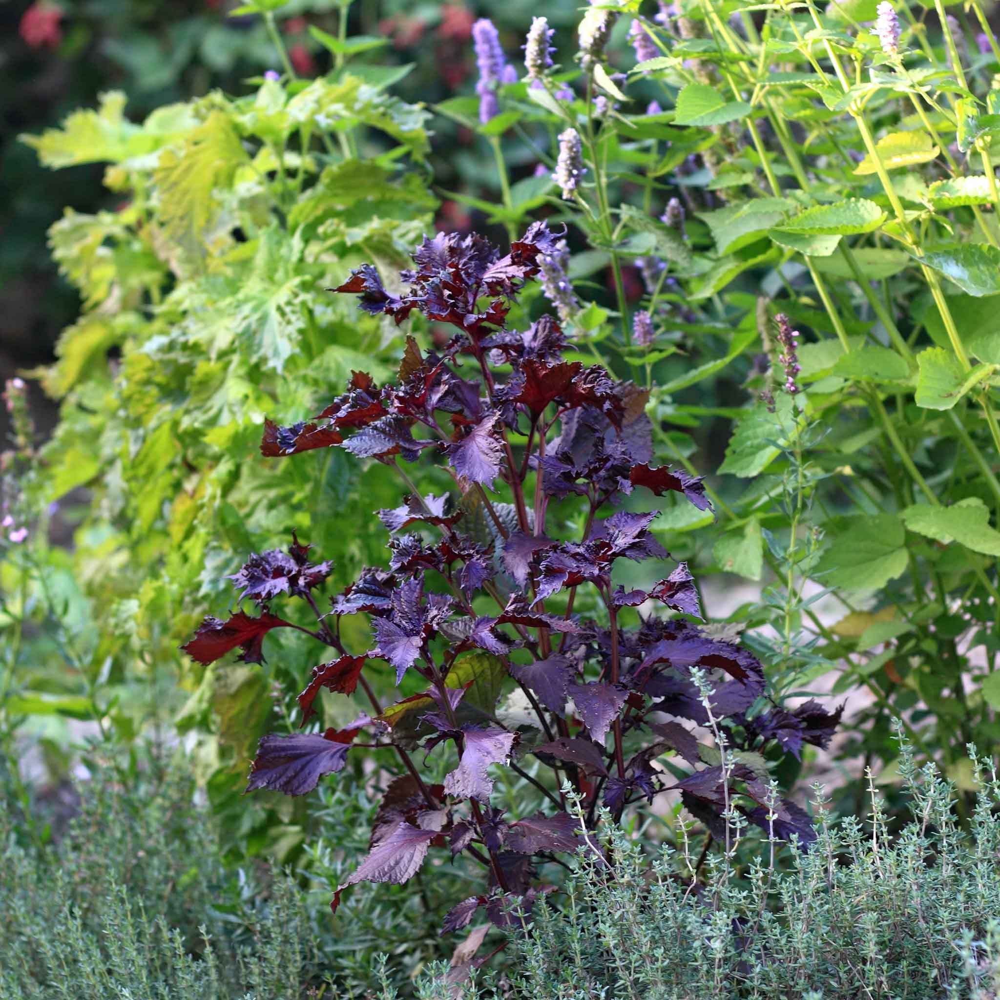 Perilla (Shiso) Seeds | Herb Seeds in Packets & Bulk | Eden Brothers