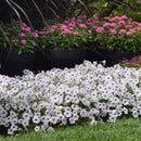 Petunia Seeds - Easy Wave Silver | Flower Seeds in Packets & Bulk ...
