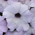 Petunia Seeds - Easy Wave Silver | Flower Seeds in Packets & Bulk ...
