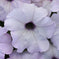 Petunia Seeds - Easy Wave Silver | Flower Seeds in Packets & Bulk ...