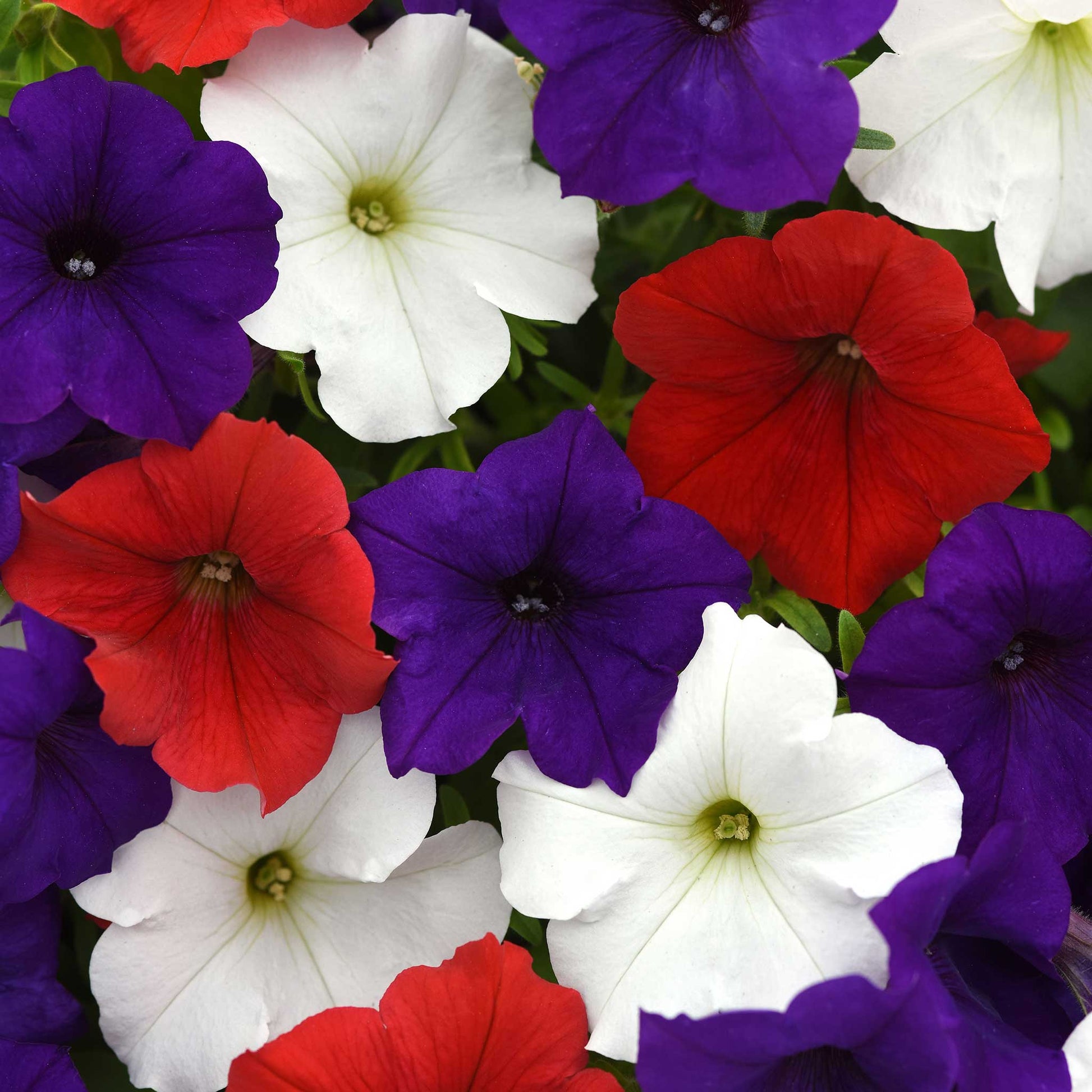 Petunia Seeds - Easy Wave The Flag Mix | Flower Seeds in Packets & Bulk ...