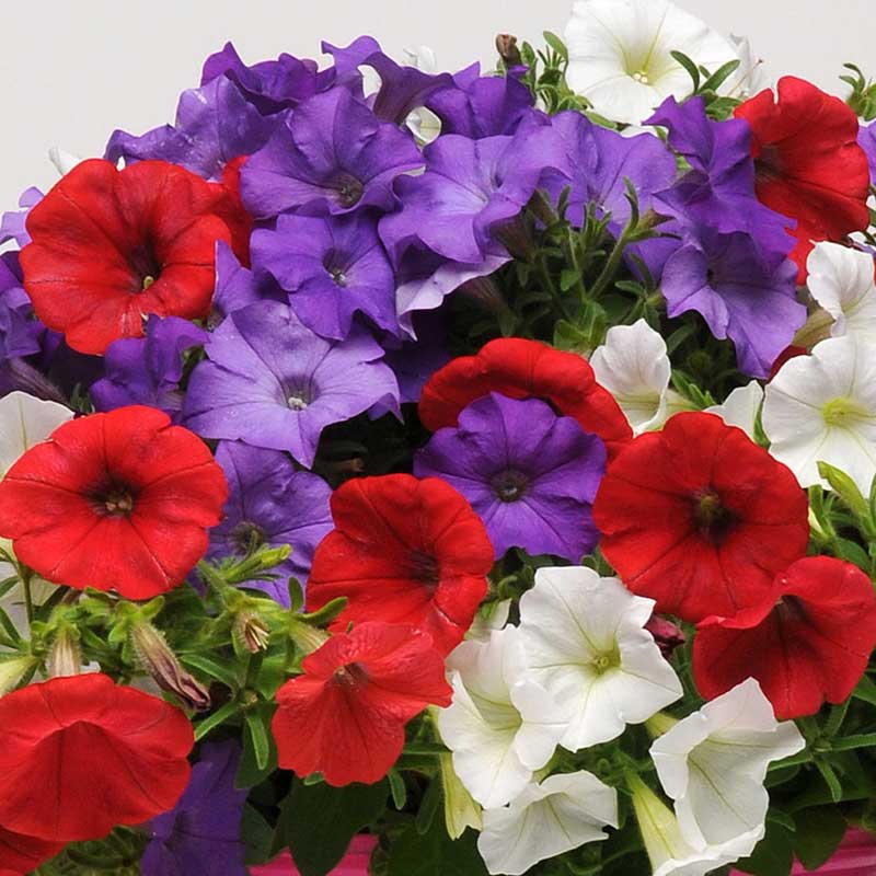 Petunia Seeds - Easy Wave The Flag Mix | Flower Seeds in Packets & Bulk ...