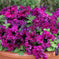 Petunia Seeds - Espresso Frappe Ruby | Flower Seeds in Packets & Bulk ...