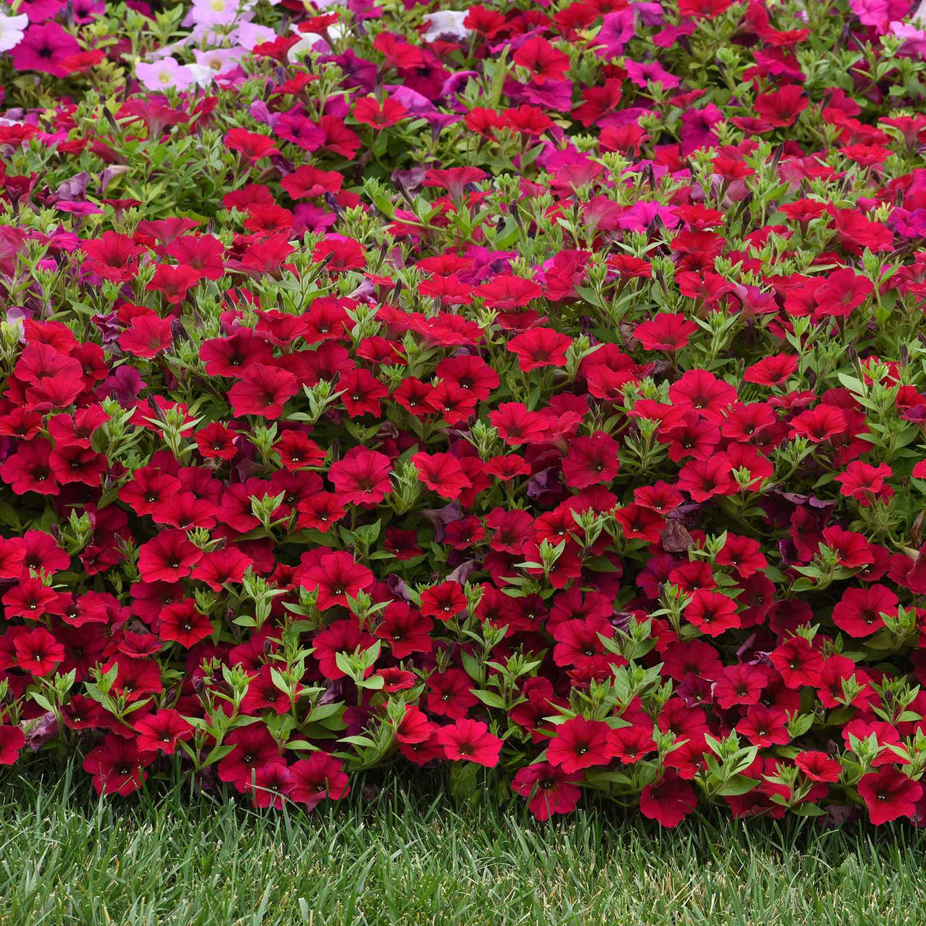 Petunia Seed - Wave Carmine Velour | Flower Seeds in Packets & Bulk ...