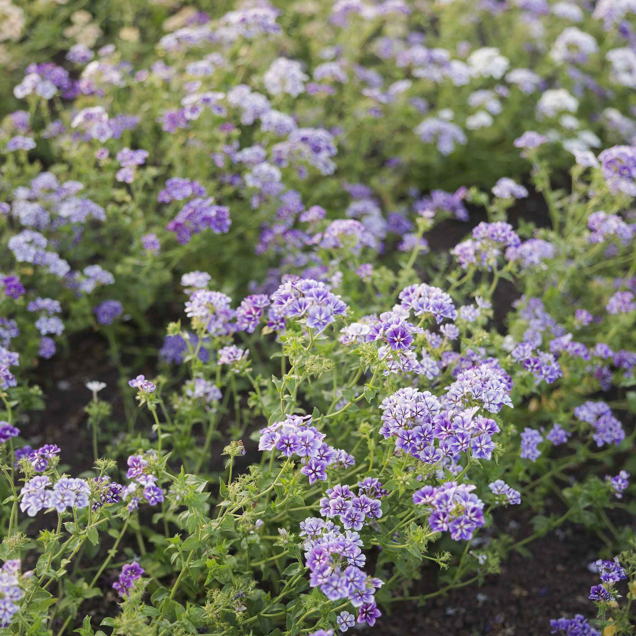 Phlox Seeds - Sugar Star | Flower Seeds in Packets & Bulk | Eden Brothers