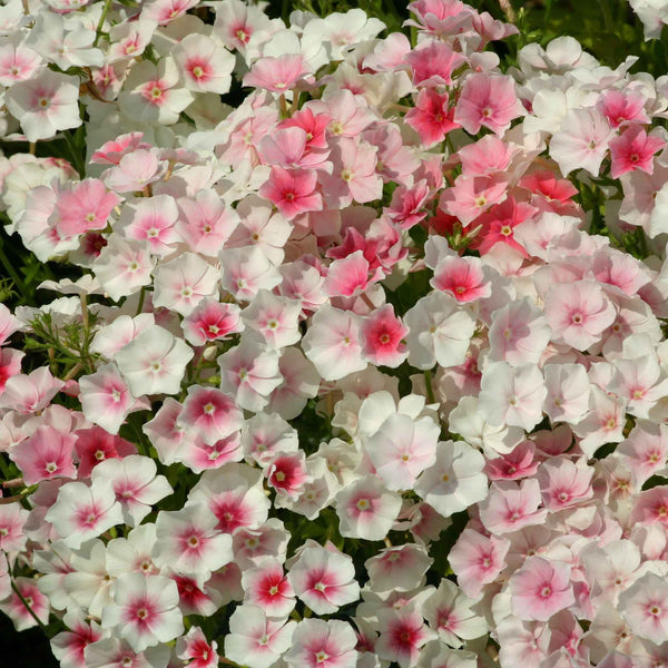 Phlox Seeds - Blushing Bride | Flower Seeds in Packets & Bulk | Eden ...