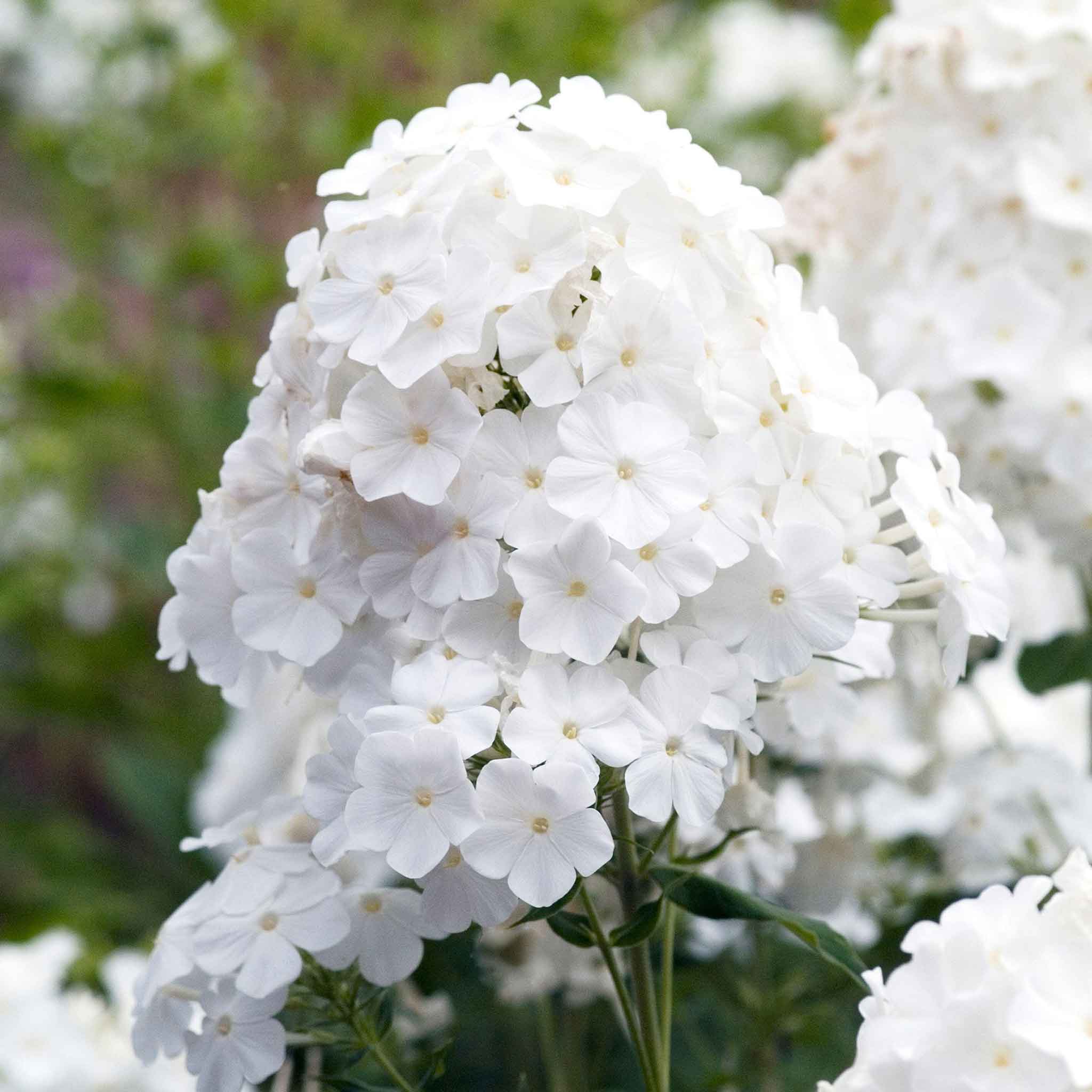 Phlox Roots - David | Spring Flower Bulbs | Eden Brothers