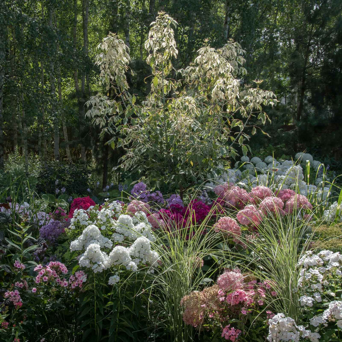 Phlox Roots - David | Spring Flower Bulbs | Eden Brothers