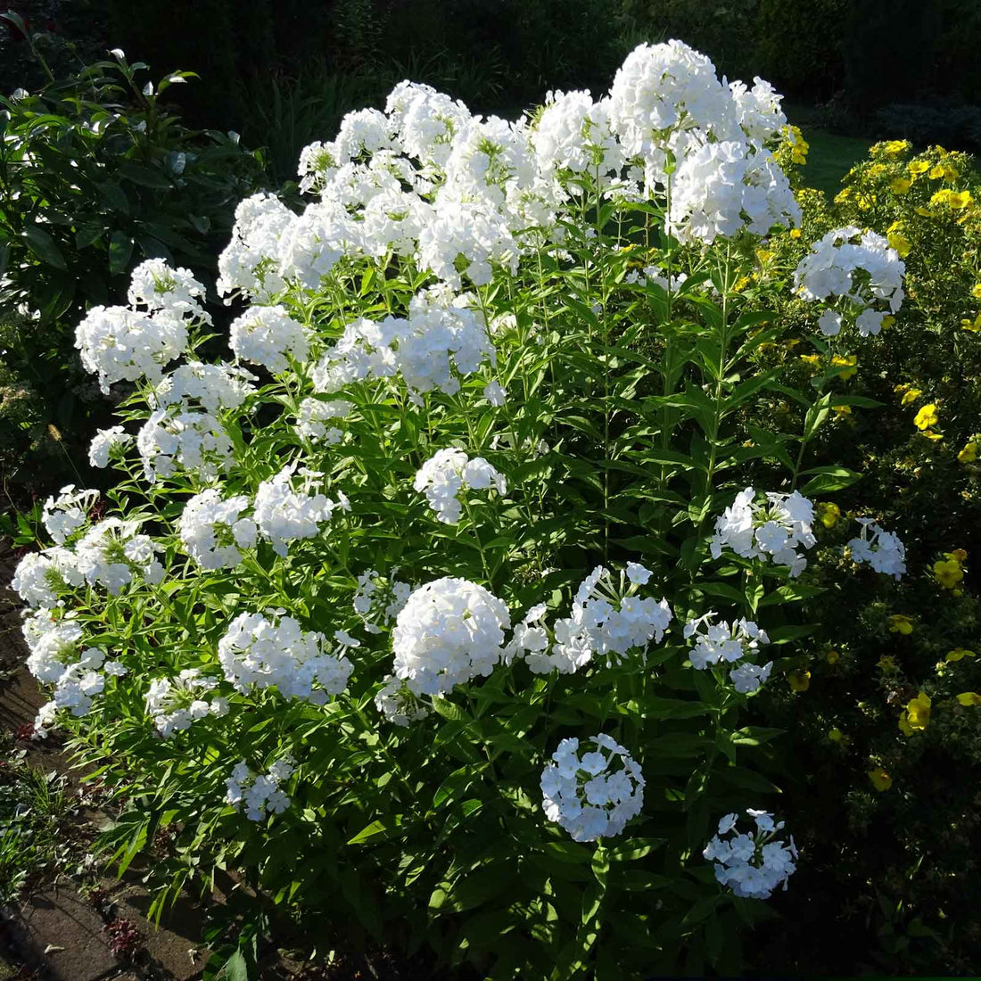 Phlox Roots - David | Spring Flower Bulbs | Eden Brothers