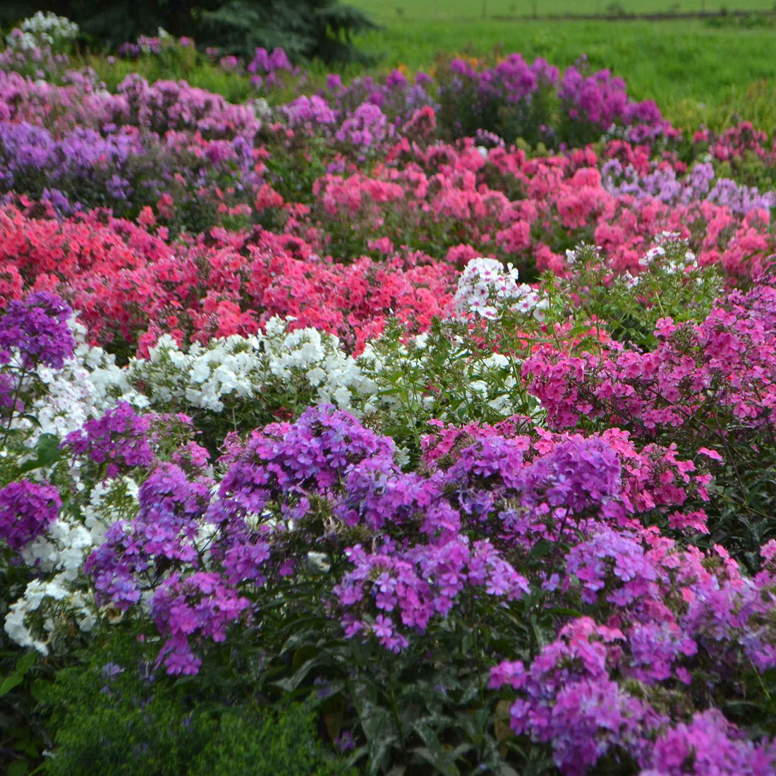 Phlox Seeds - Garden Phlox Mix | Flower Seeds in Packets & Bulk | Eden ...